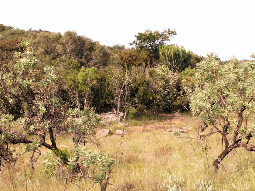 Central Bushveld | One Earth