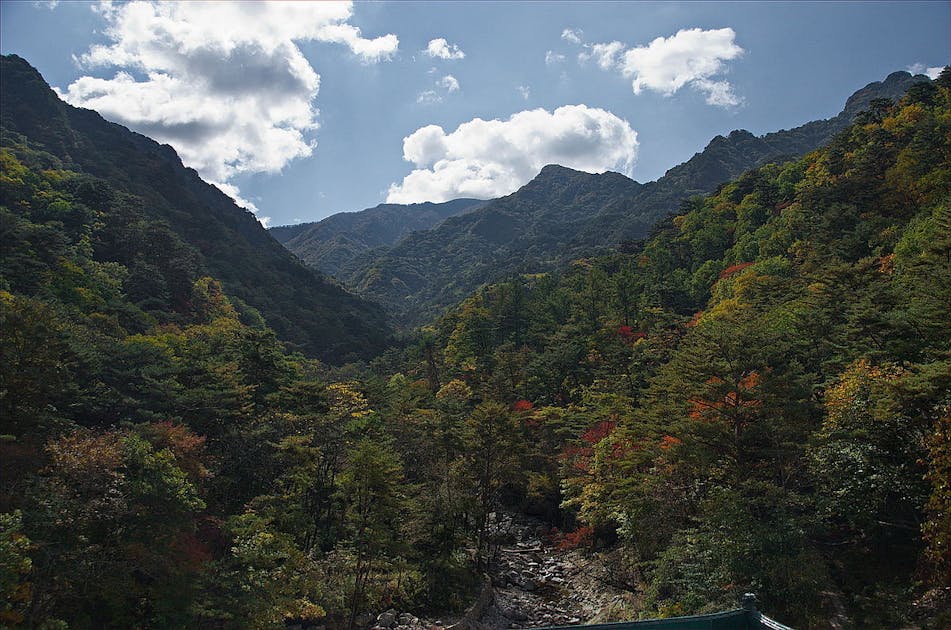 Changbai Mountains Mixed Forests | One Earth