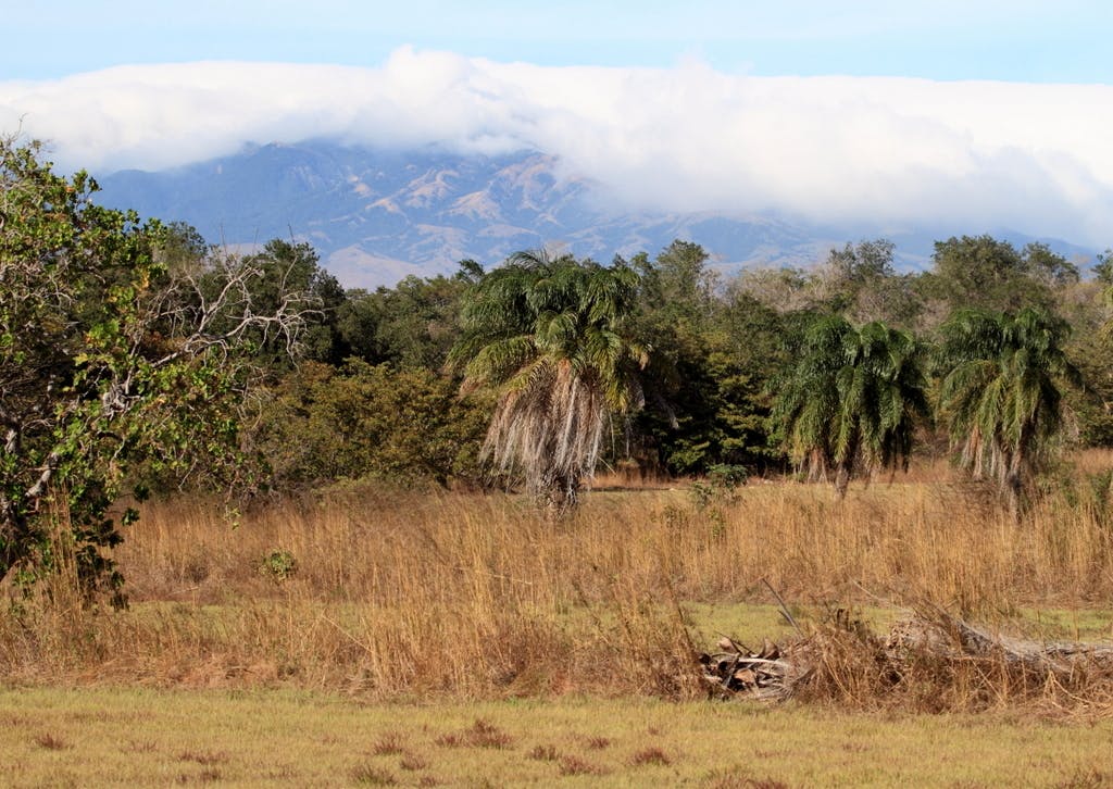 Central American Dry Forests | One Earth