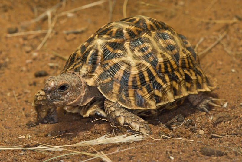 Species of the Week: geometric tortoise | One Earth