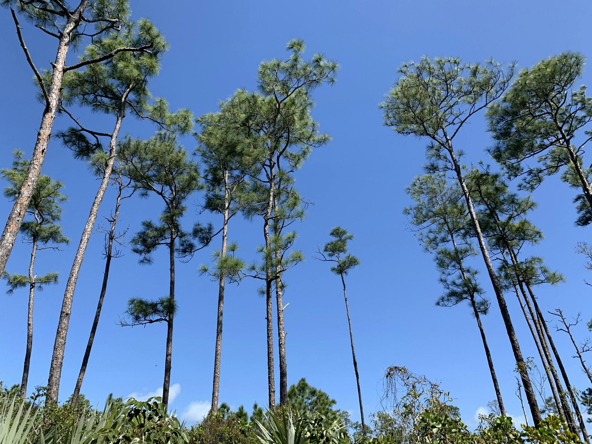 Bahamian Pineyards | One Earth