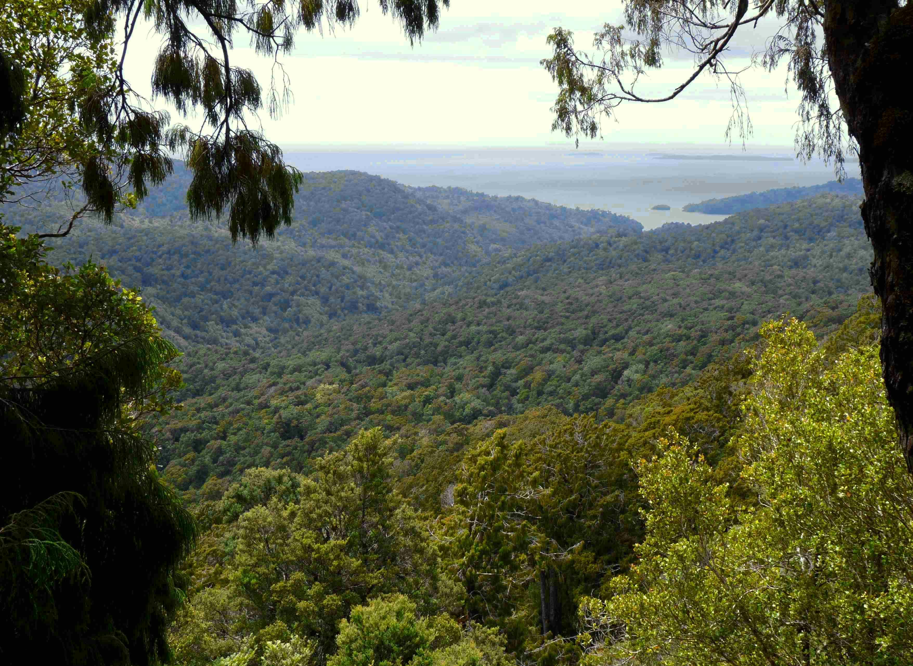 Rakiura Island Temperate Forests | One Earth