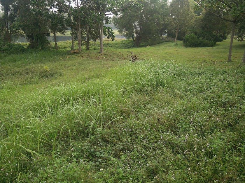 Peninsular Malaysian Peat Swamp Forests | One Earth