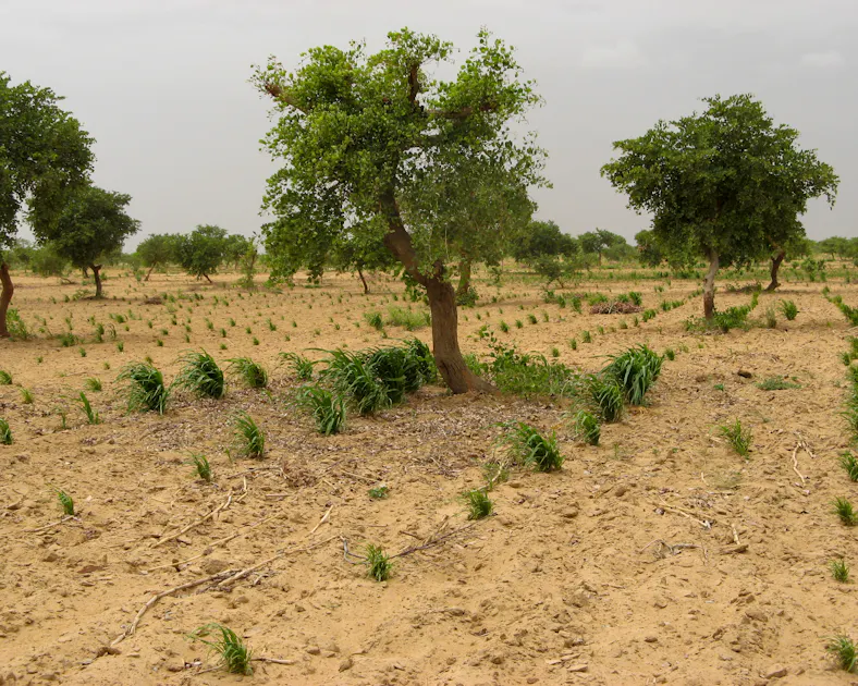 Case study 10: farmer-managed natural regeneration of trees | One Earth