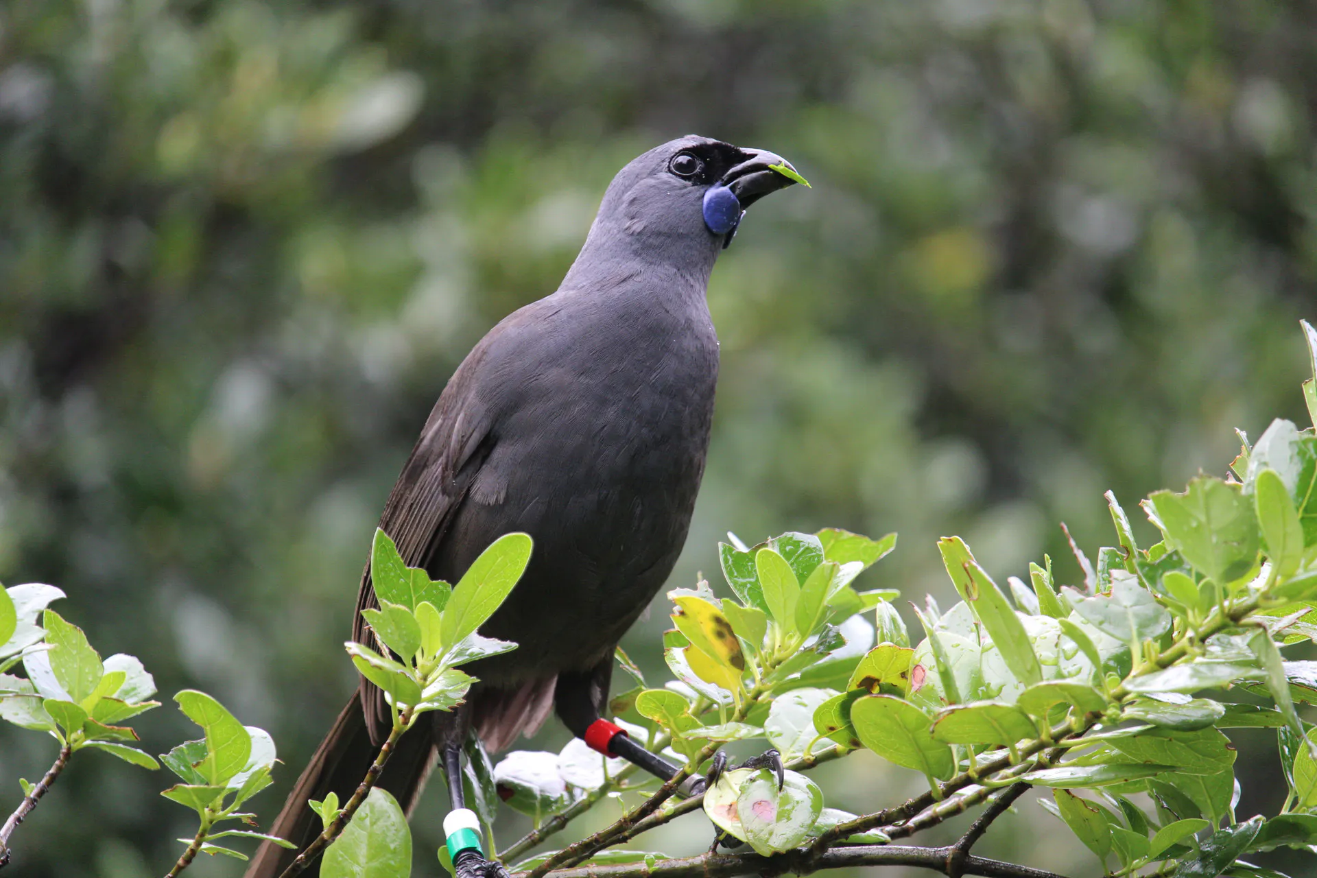 New Zealand North Island temperate forests | One Earth