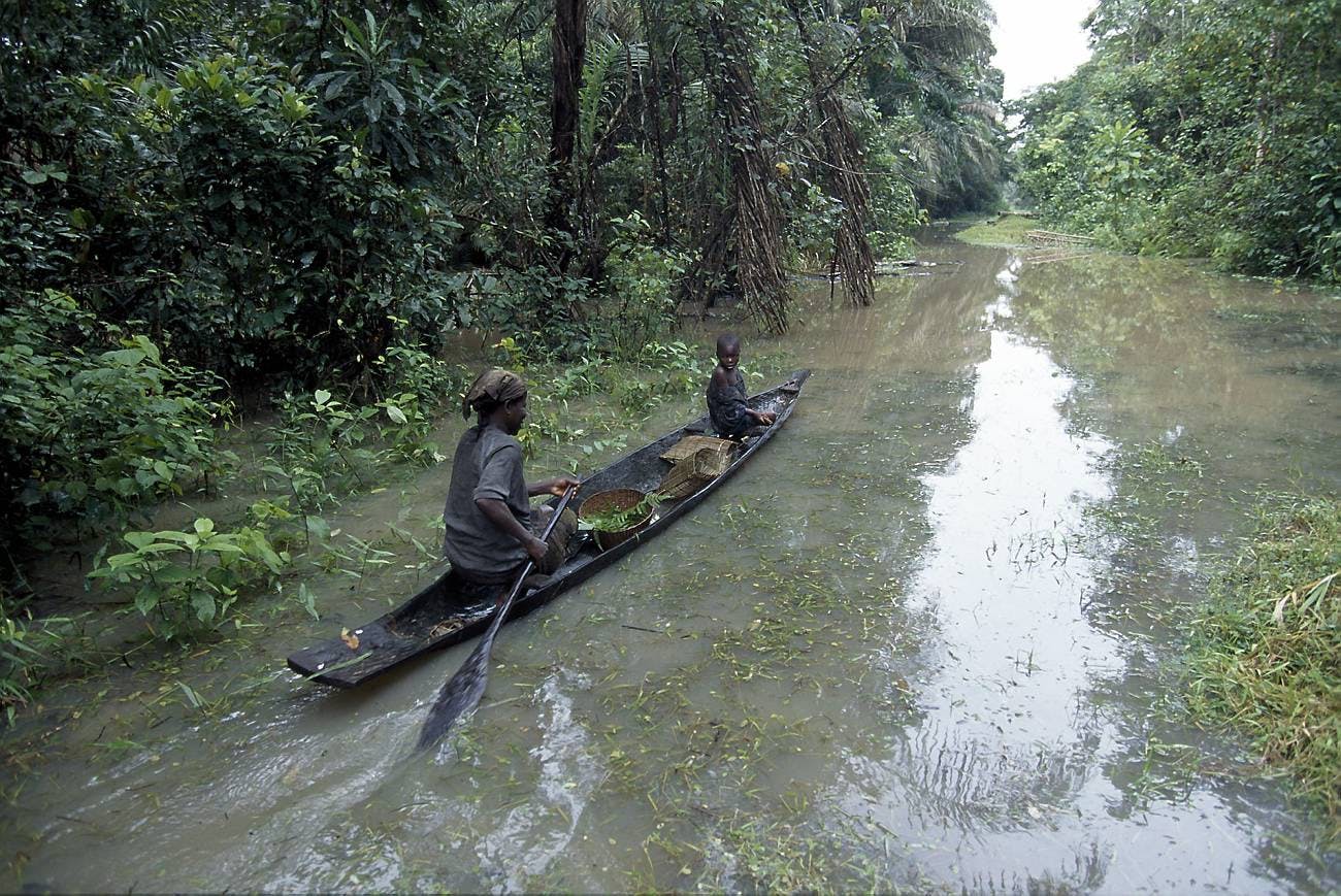 Niger Delta Swamp Forests | One Earth