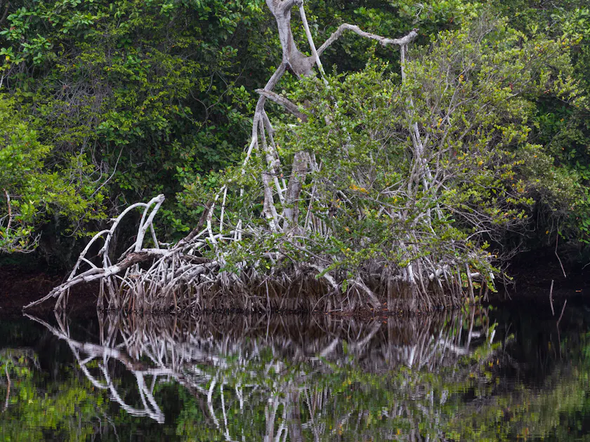 Mangroves | One Earth