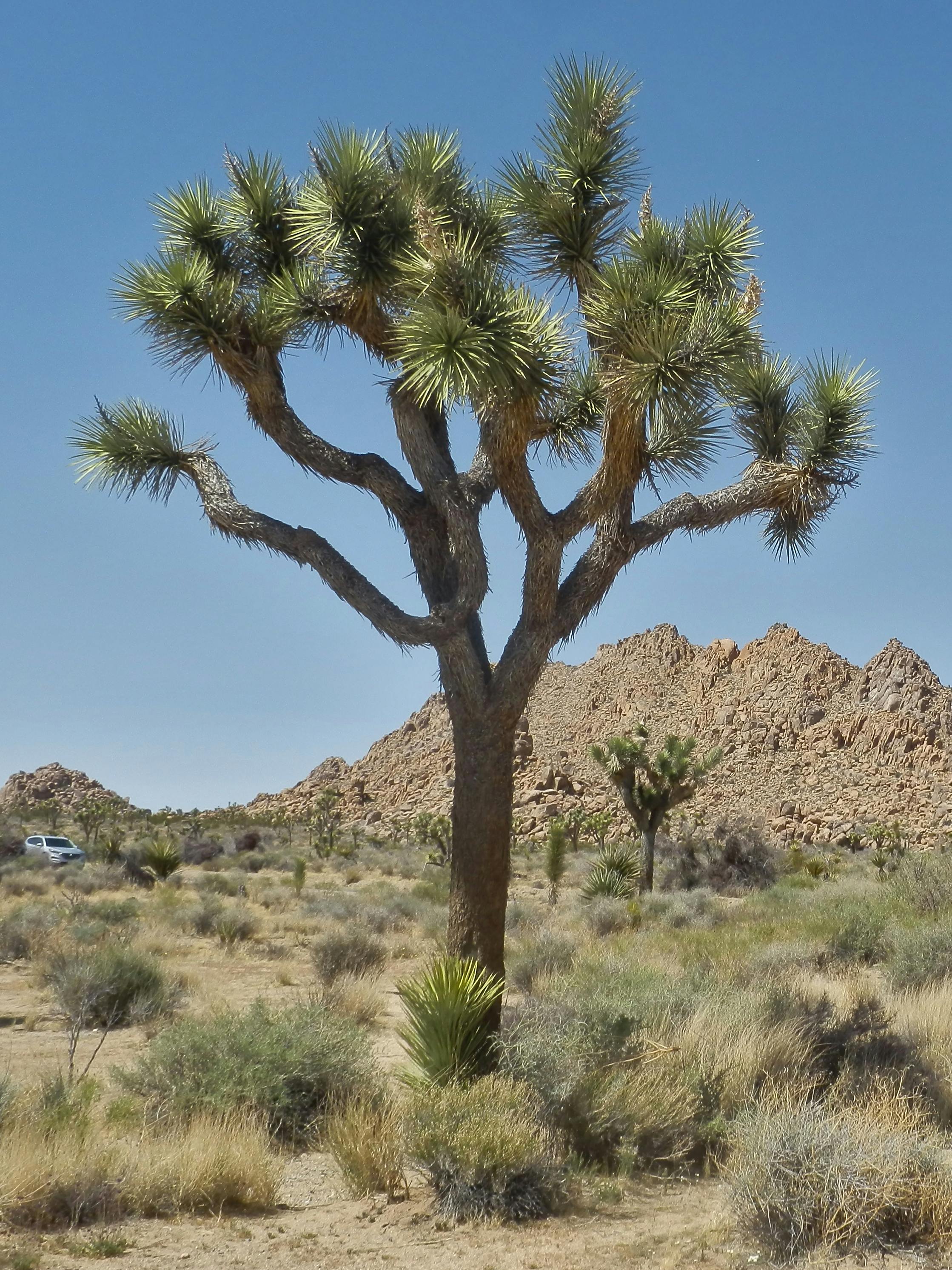 Mojave Desert | One Earth