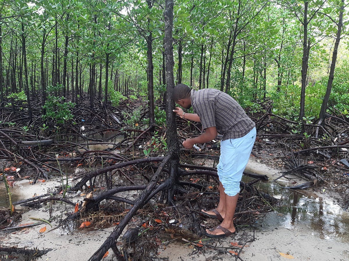 One woman’s quest to restore the mangrove forests in Kenya | One Earth