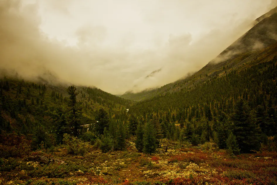 Sayan Montane Conifer Forests | One Earth