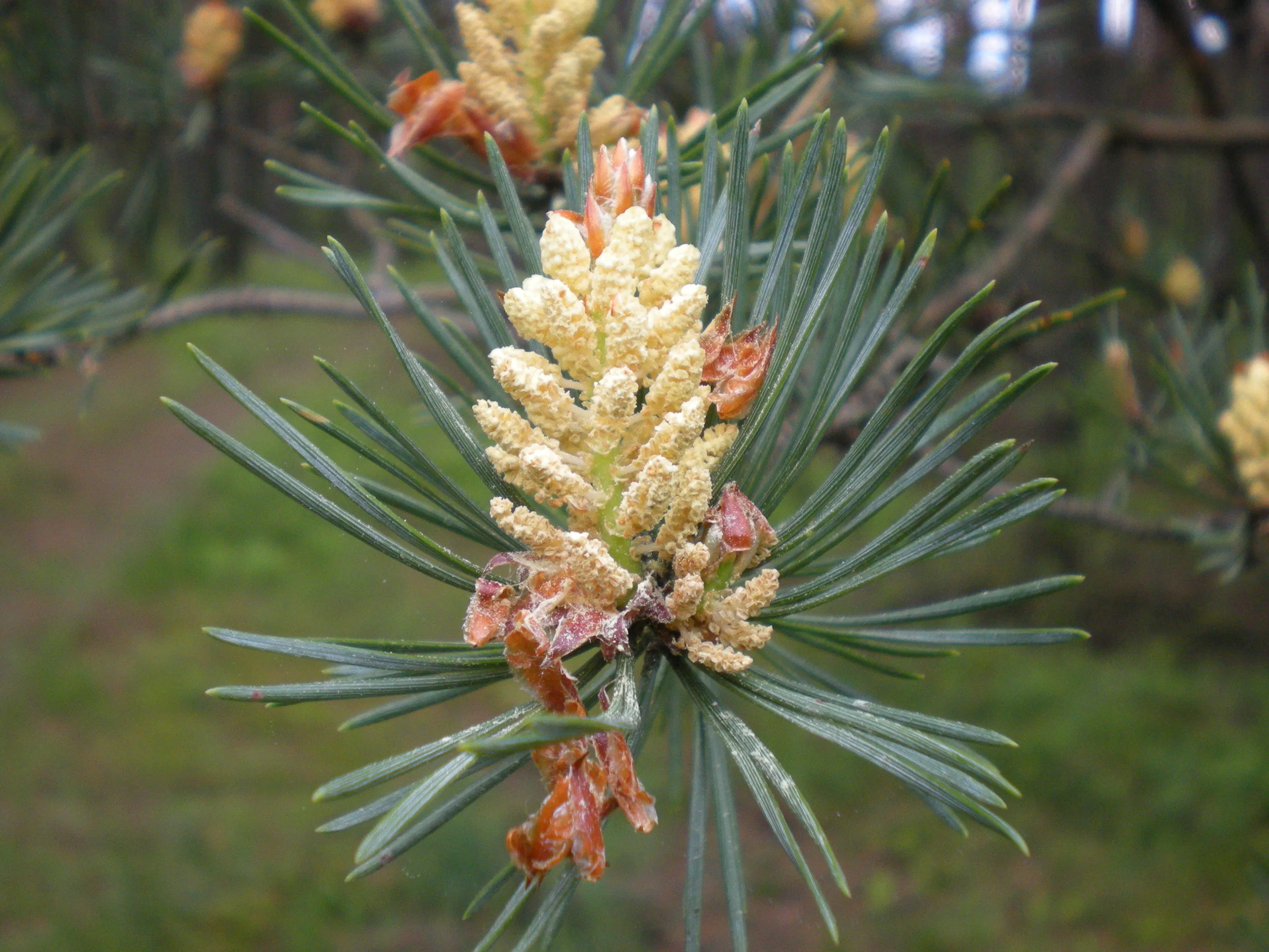 Scandinavian and Russian Taiga | One Earth