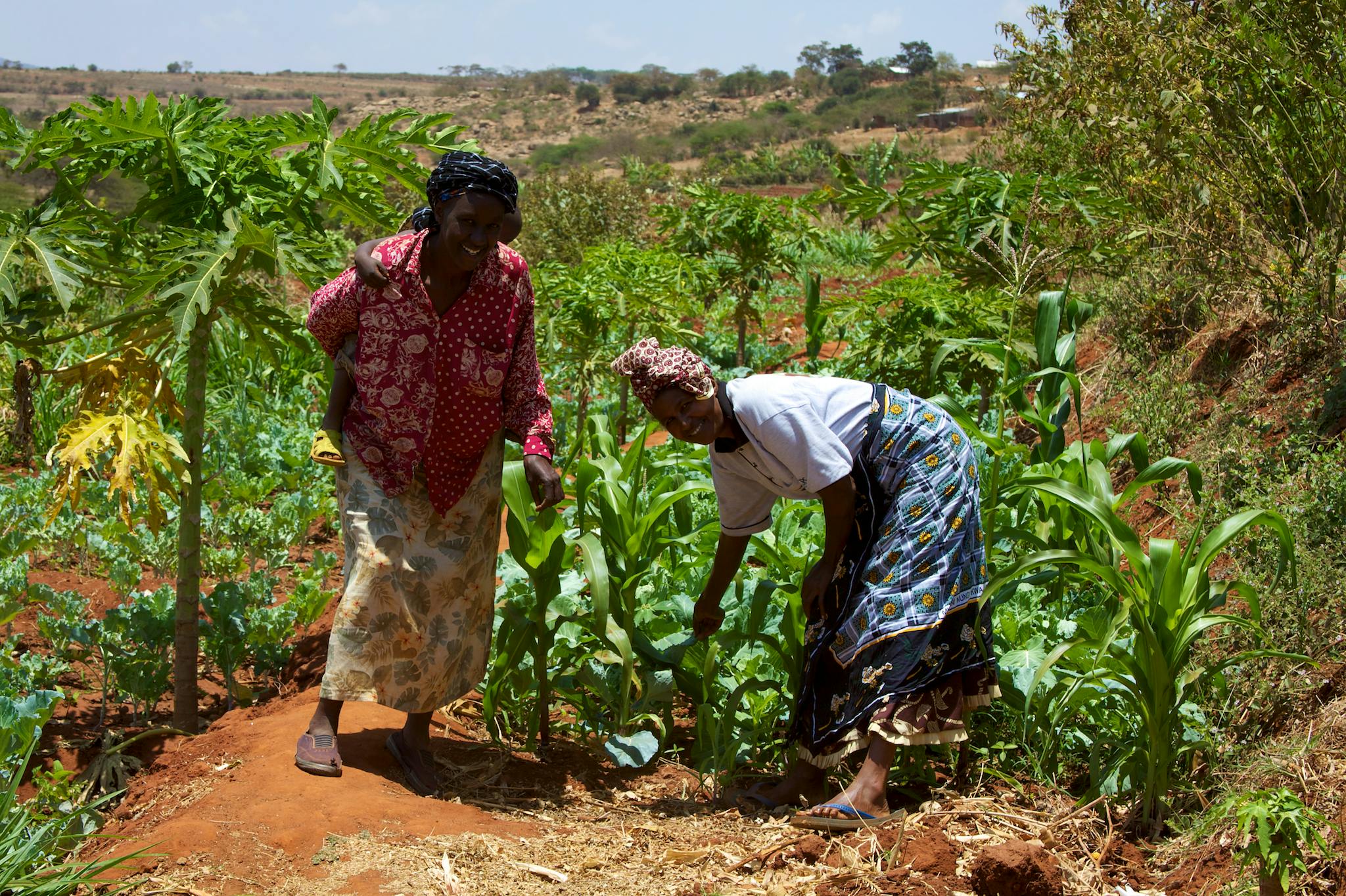 Why smallholder farmers are key to scaling regenerative agriculture: 10 ...
