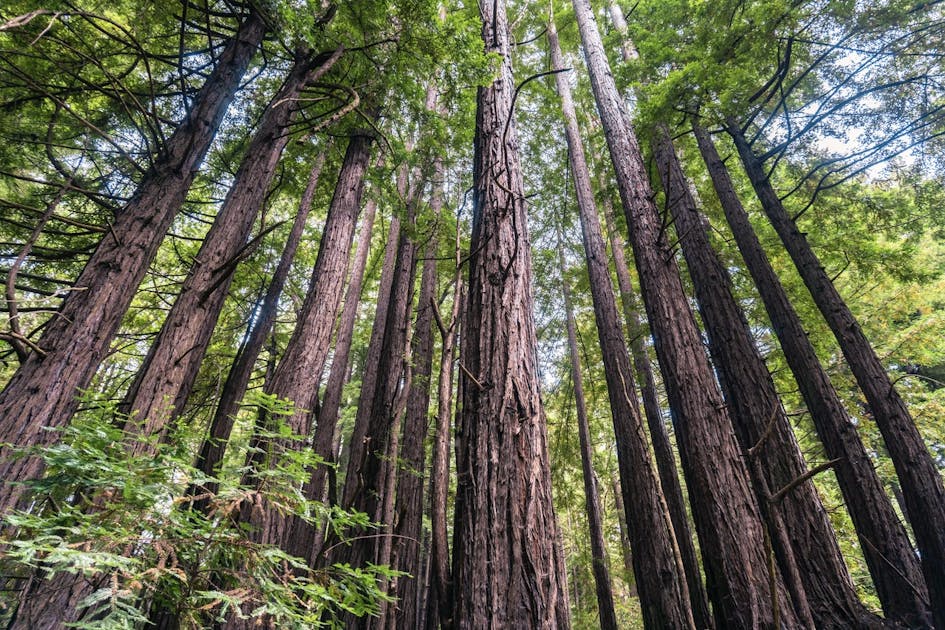 Over 500 acres of California redwood forest returned to Indigenous care ...