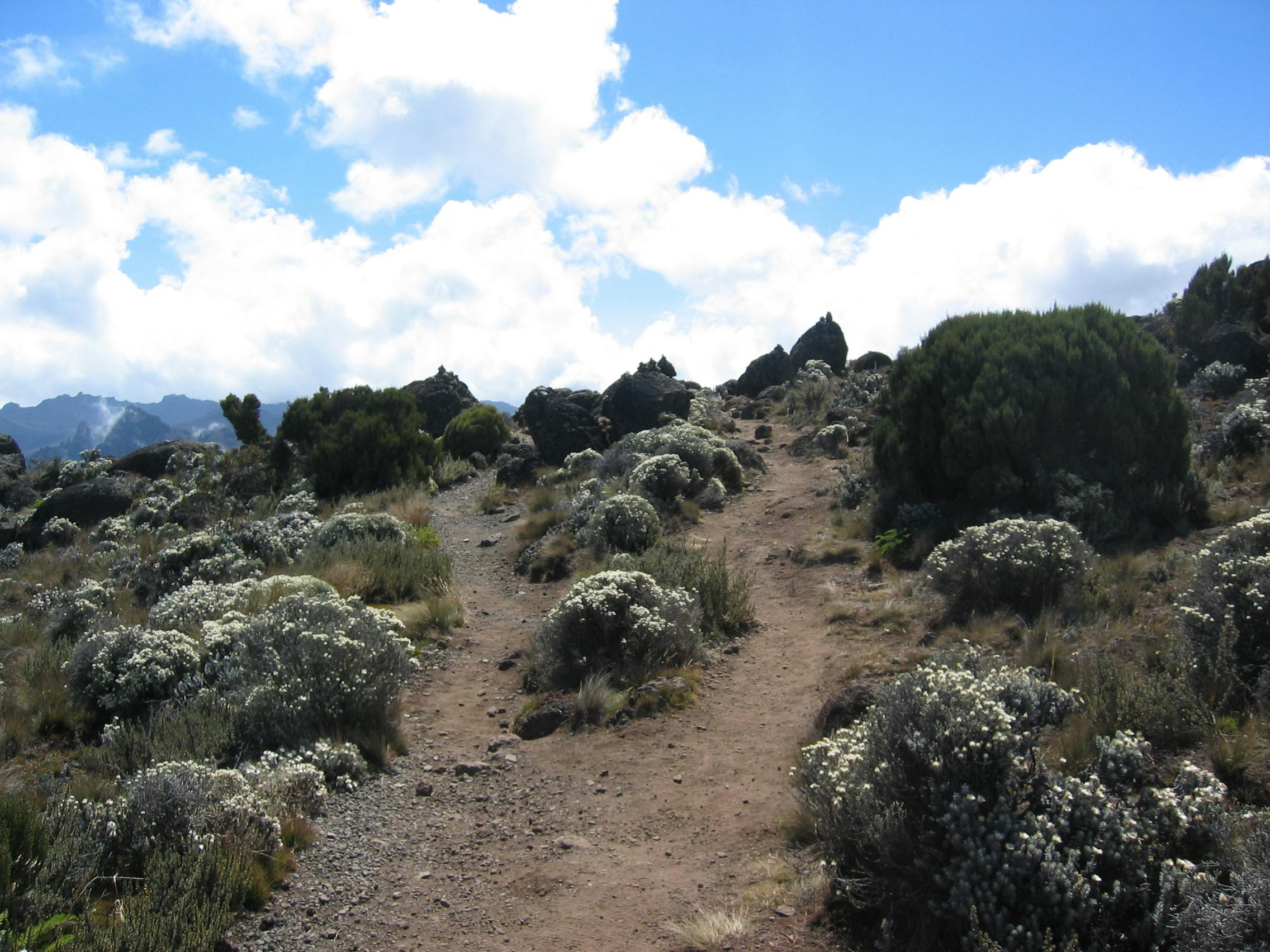 East African Montane Moorlands One Earth