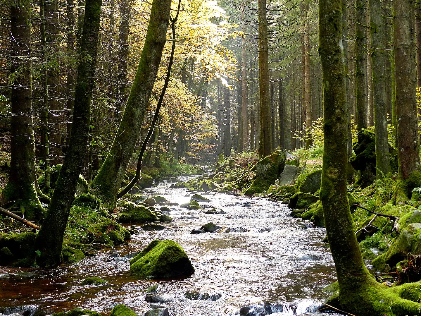 Western European Broadleaf Forests | One Earth