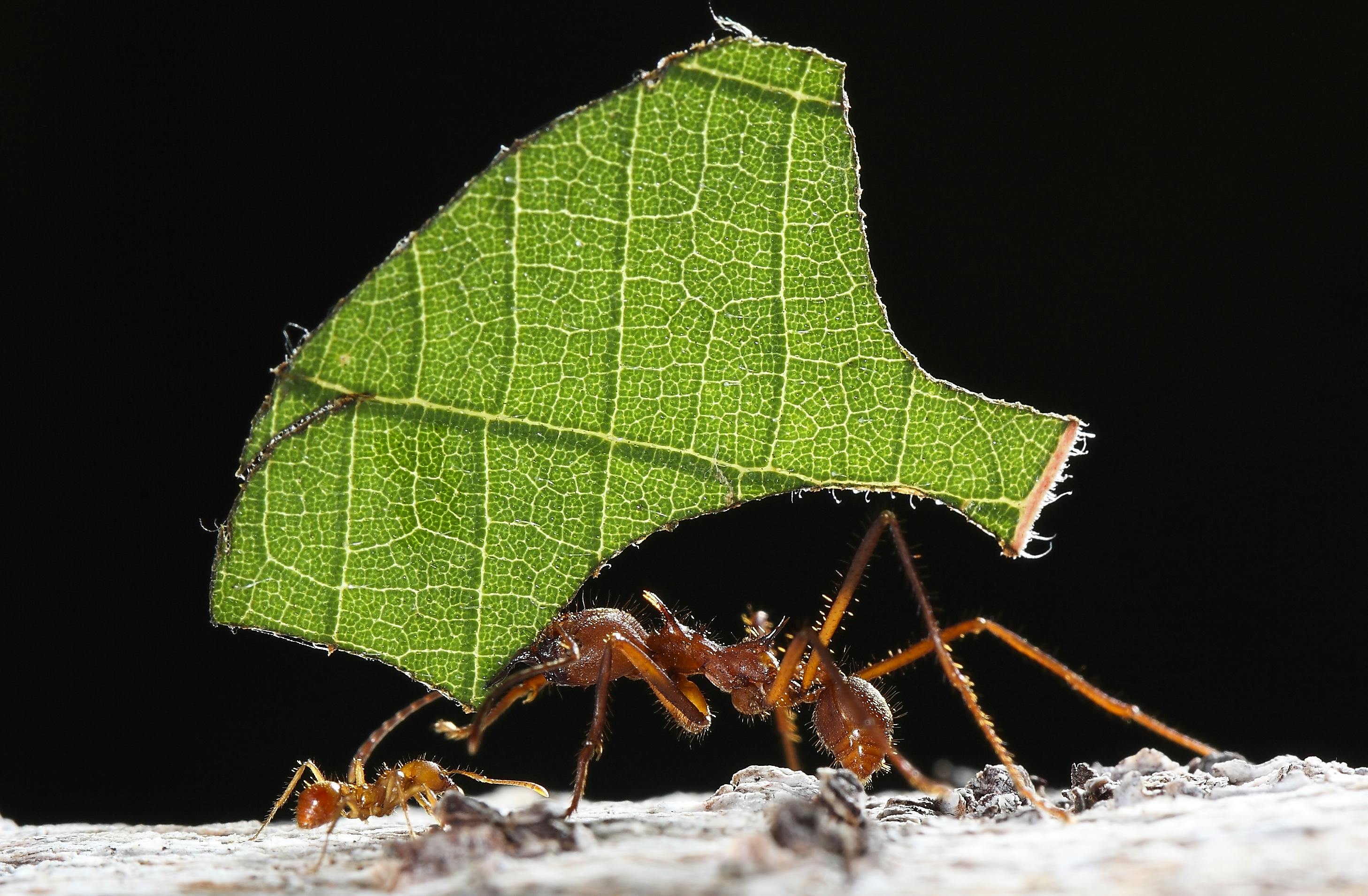The caste system and gardening proficiency of leafcutter ants | One Earth