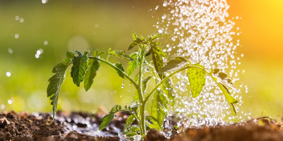 Top 10 climate charities to support in 2022 | One Earth