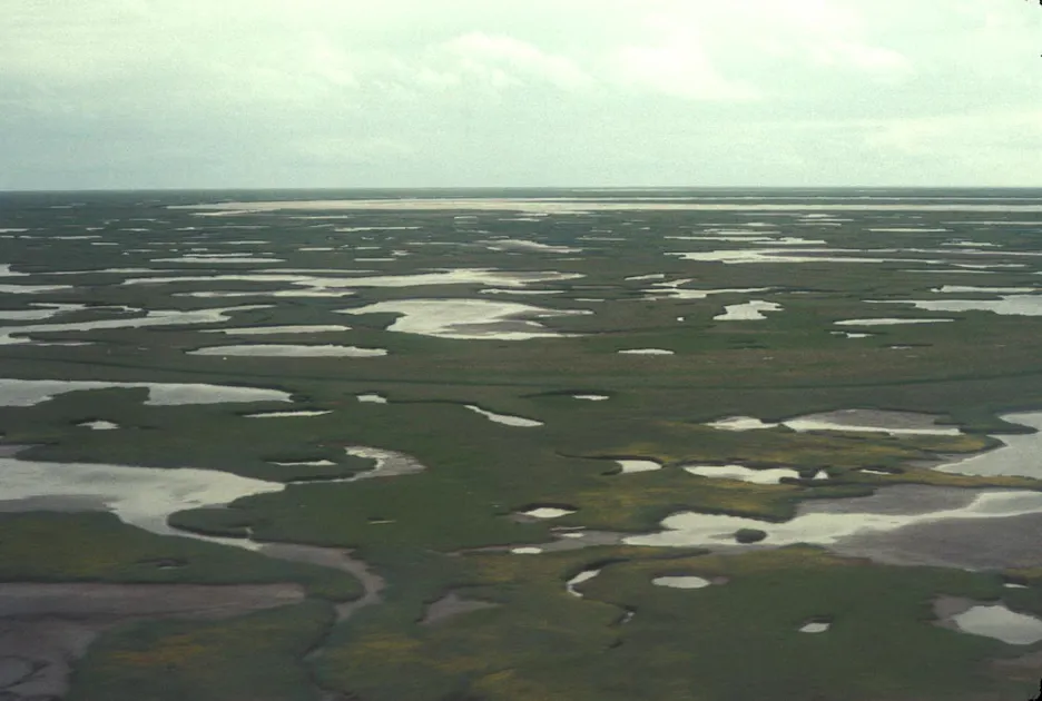 Beringia Lowland Tundra | One Earth
