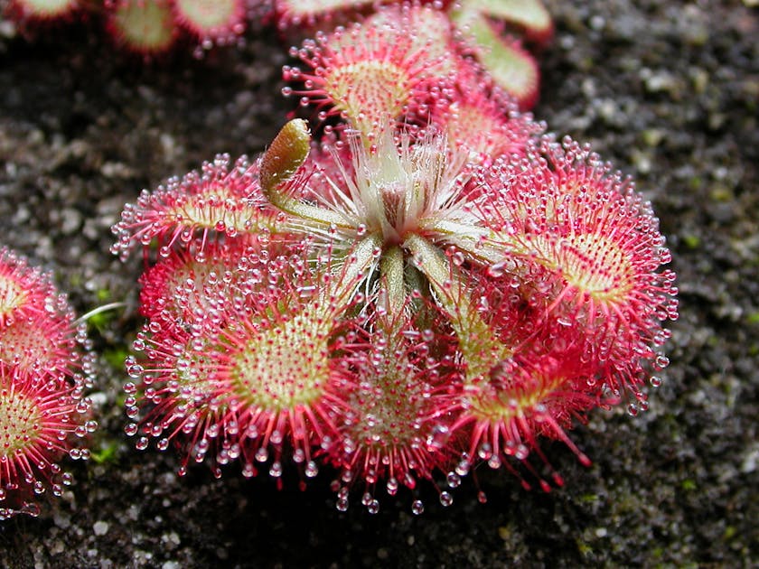 Species of the Week: sundew | One Earth
