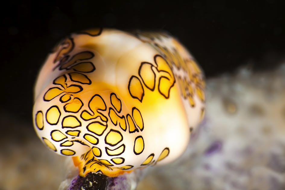 Flamingo tongue snail: the beautiful tropical creature of the Caribbean ...
