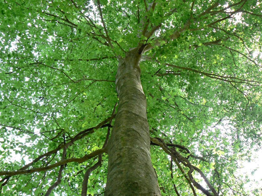 American beech: how one species of tree dominates North America | One Earth