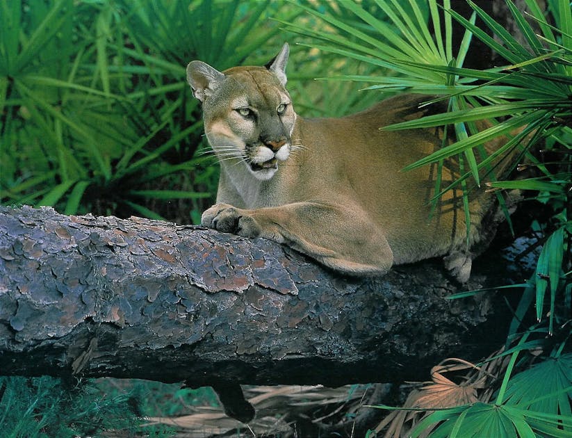 The Florida panther: A glimpse into the wild heart of the Everglades ...