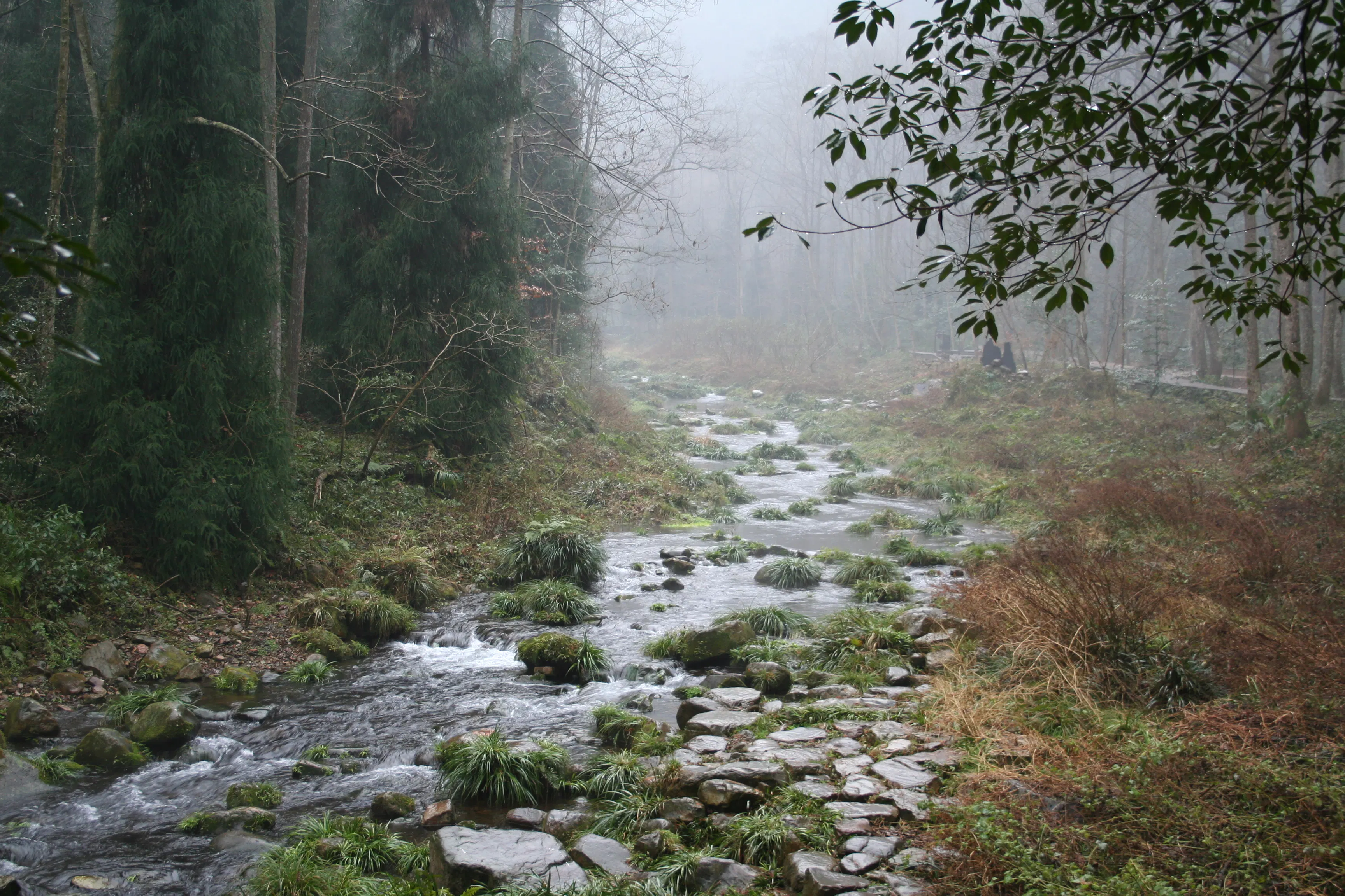 Guizhou & Yunnan Subtropical Forest Plateaus (PA52) | One Earth