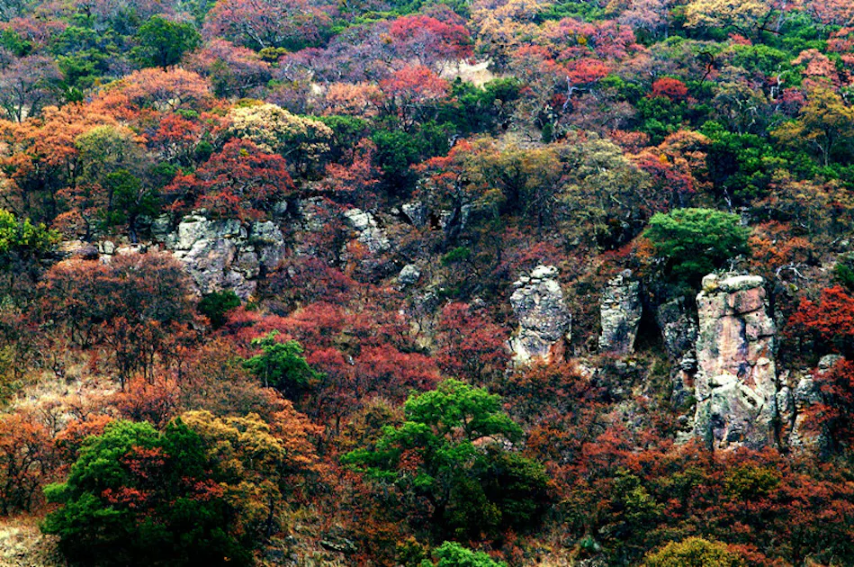 Central Mexican Matorral | One Earth