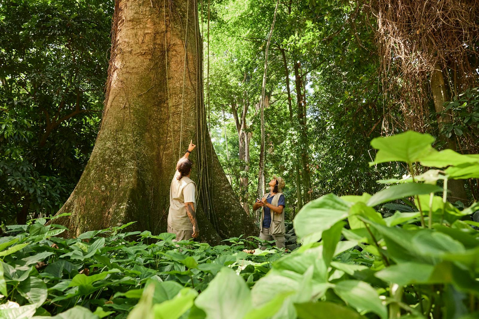 The Pilbara olive python: The secret giant of Australia’s red heart ...