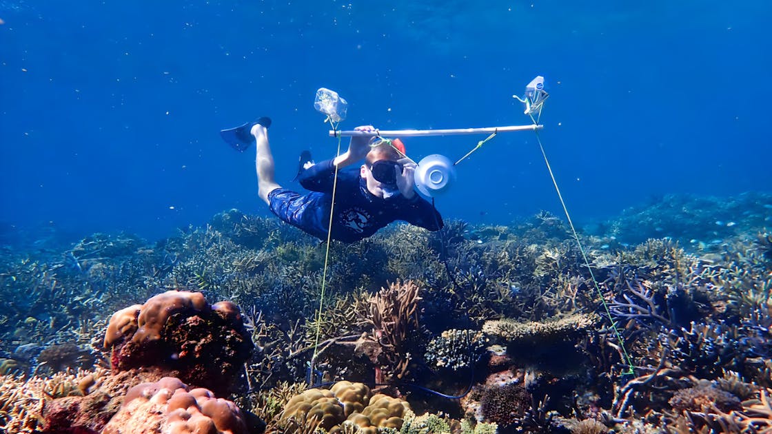 How the power of sound can help restore marine ecosystems | One Earth