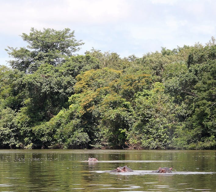 Guinean Forest-Savanna | One Earth