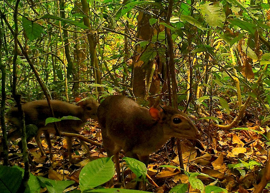 Congolian Coastal Forests | One Earth