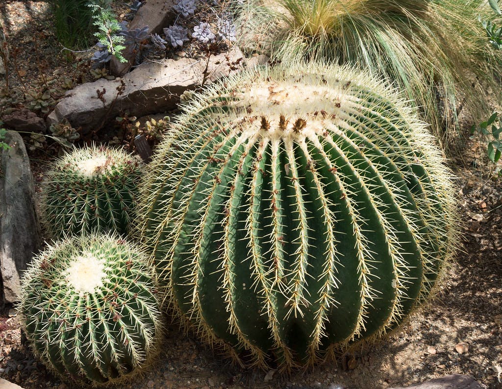 Central Mexican Matorral | One Earth