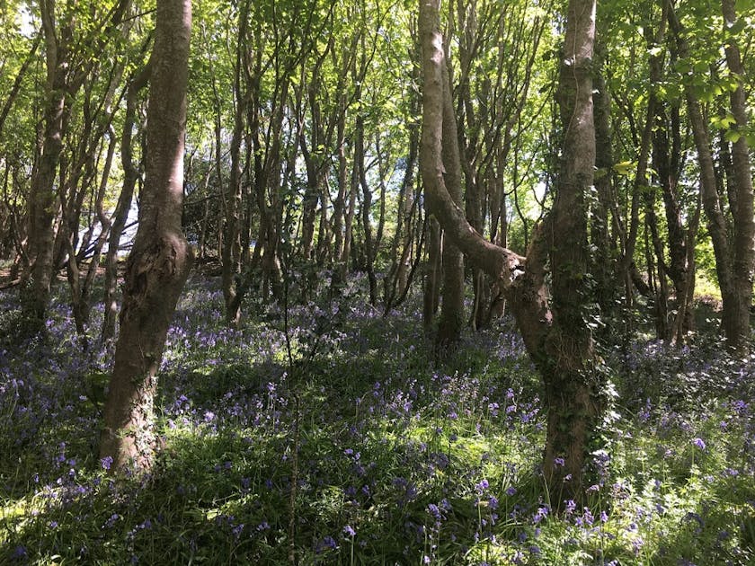 Hundreds of thousands in Britain join mass tree-planting campaign to ...