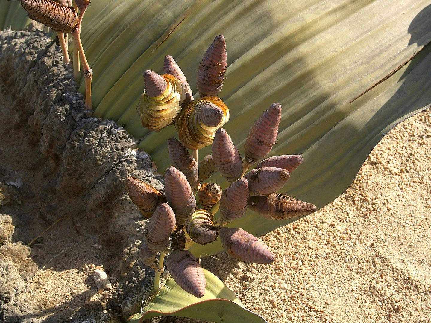 Species of the Week: Welwitschia mirabilis | One Earth