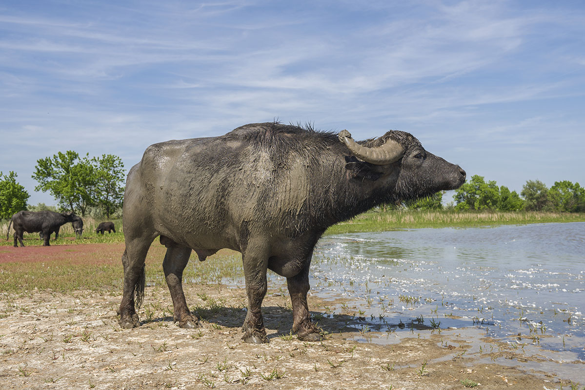 Why Europe is rewilding the water buffalo | One Earth