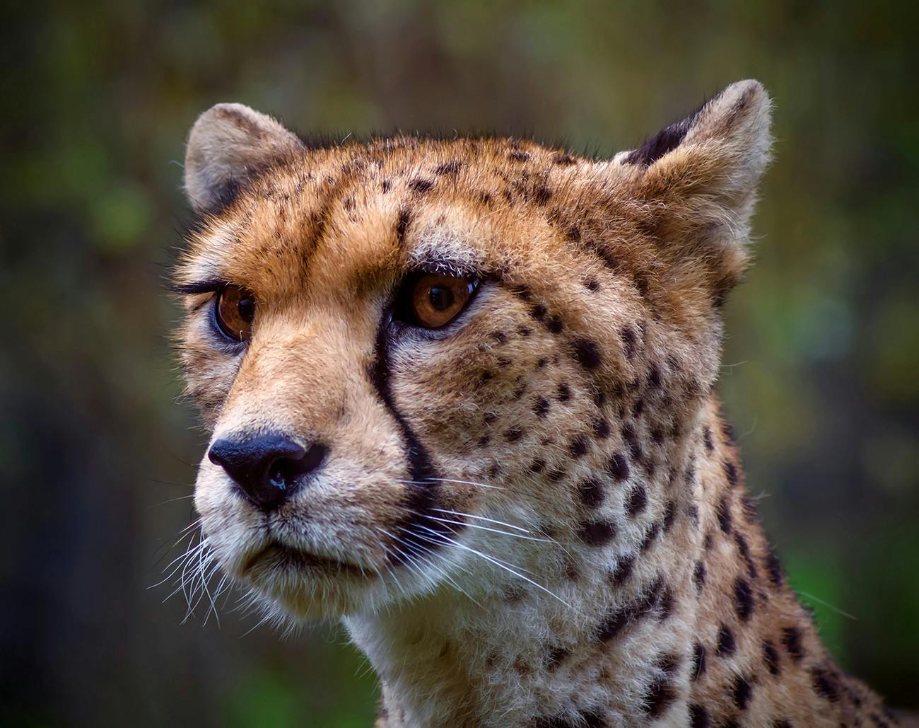 Species of the Week: cheetah | One Earth