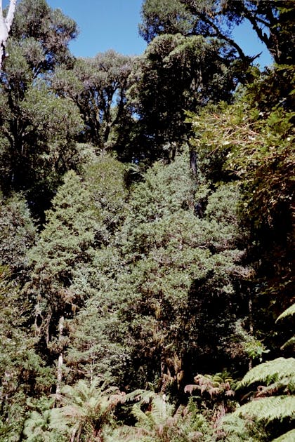 Luzon Rainforests | One Earth