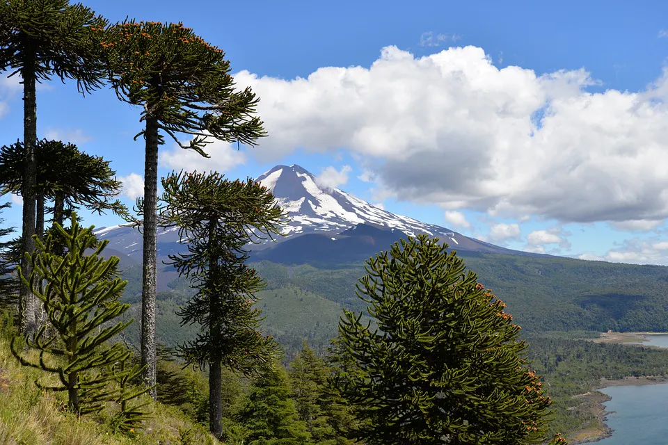 Valdivian Temperate Forests | One Earth