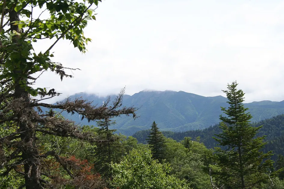 Sakhalin Island Taiga | One Earth