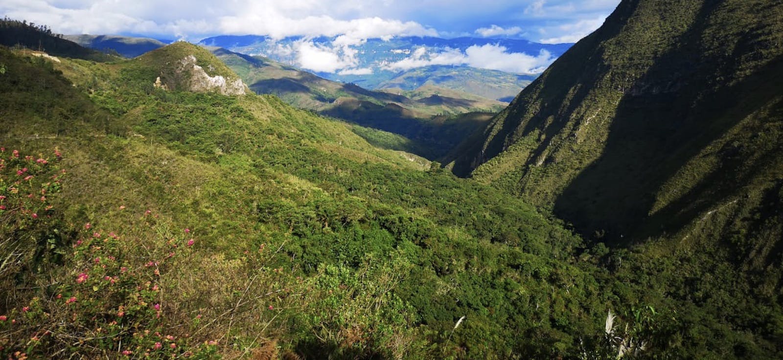 Global Forest Generation | One Earth