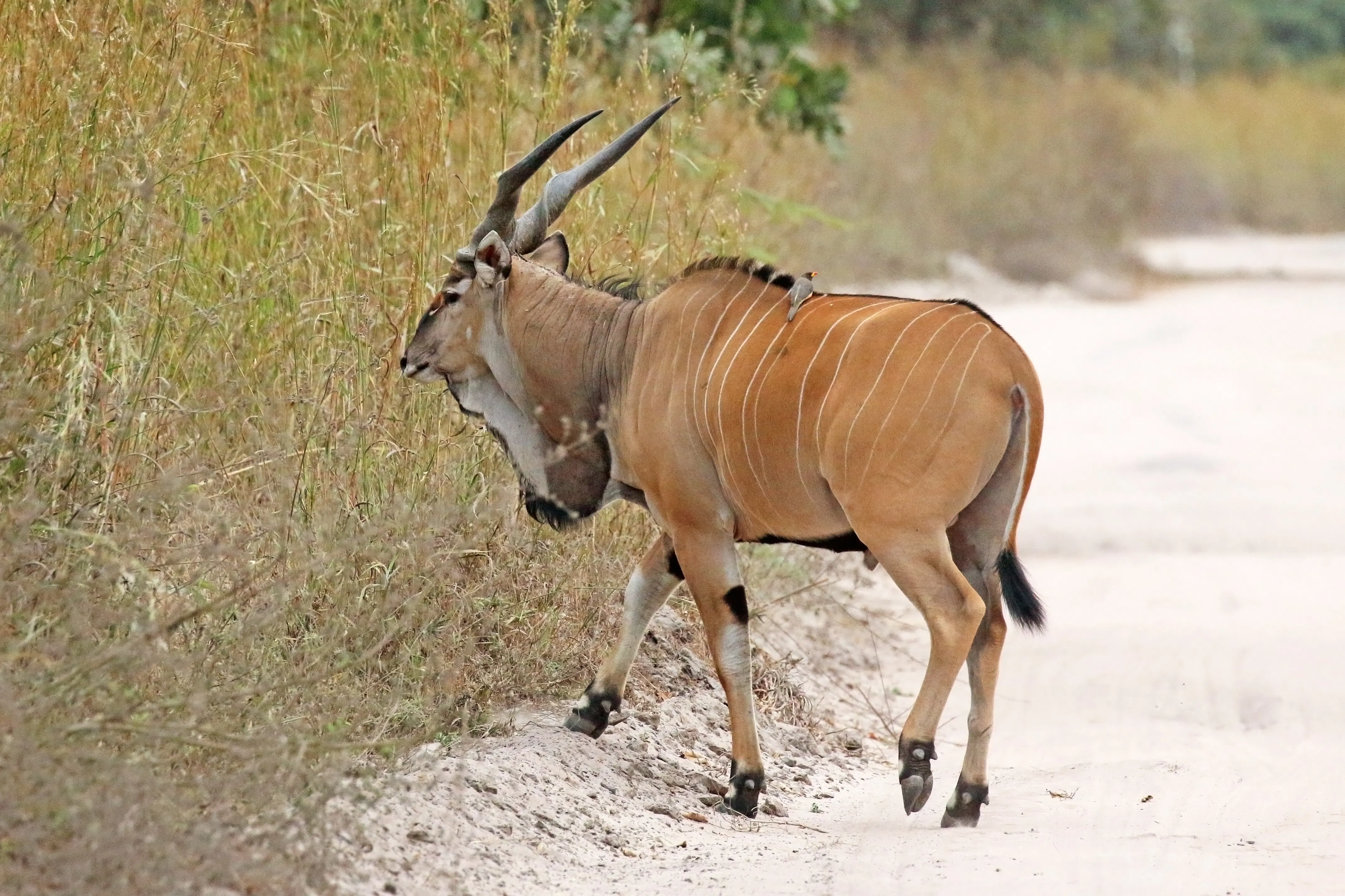East Sudanian Savanna | One Earth