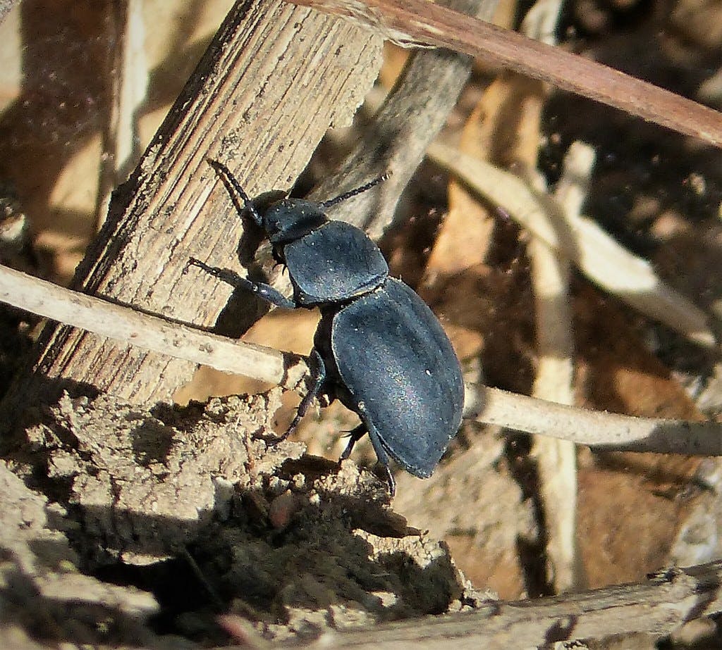 Namib Desert | One Earth