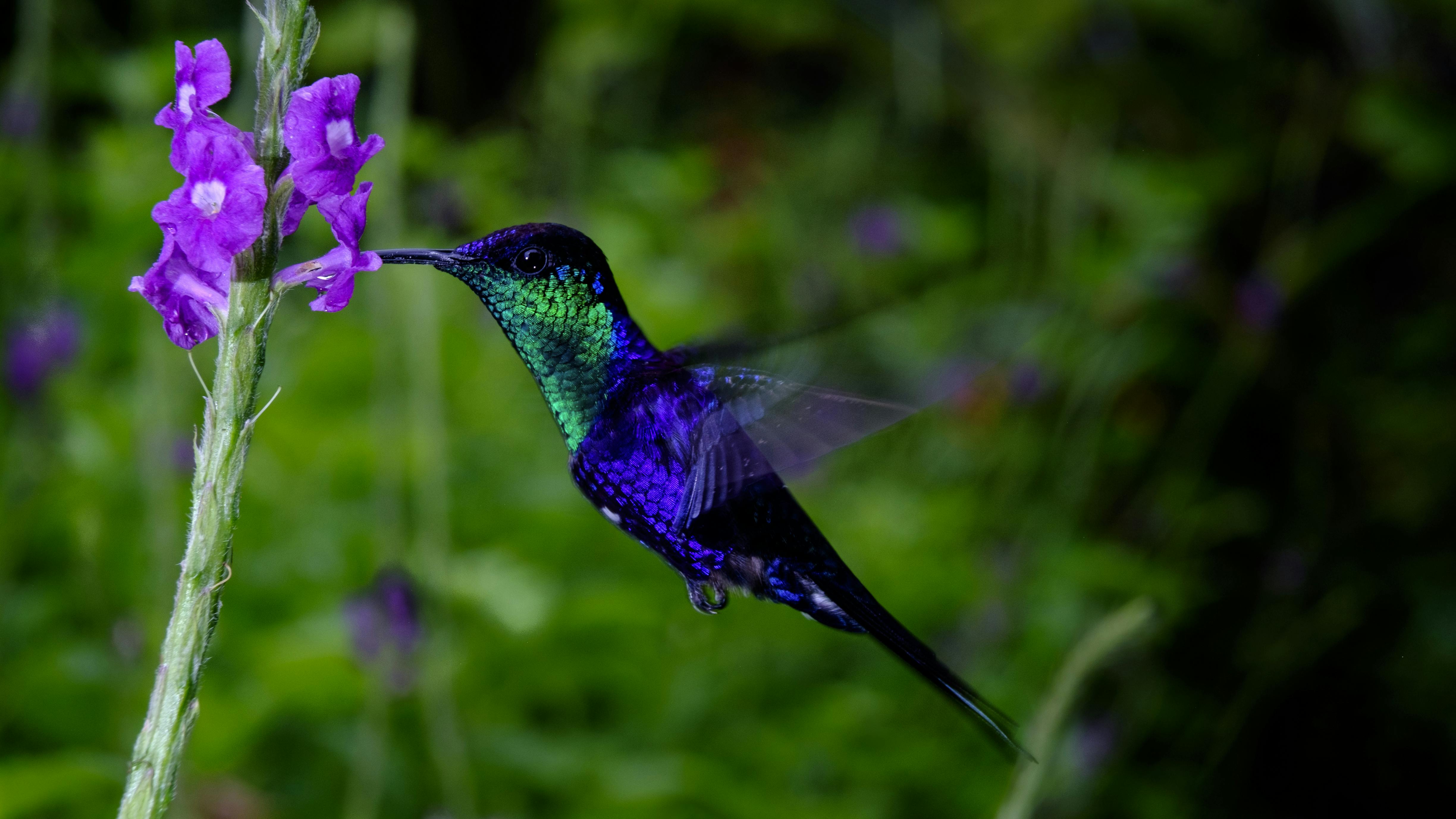 Hummingbirds: small, but mighty impact | One Earth