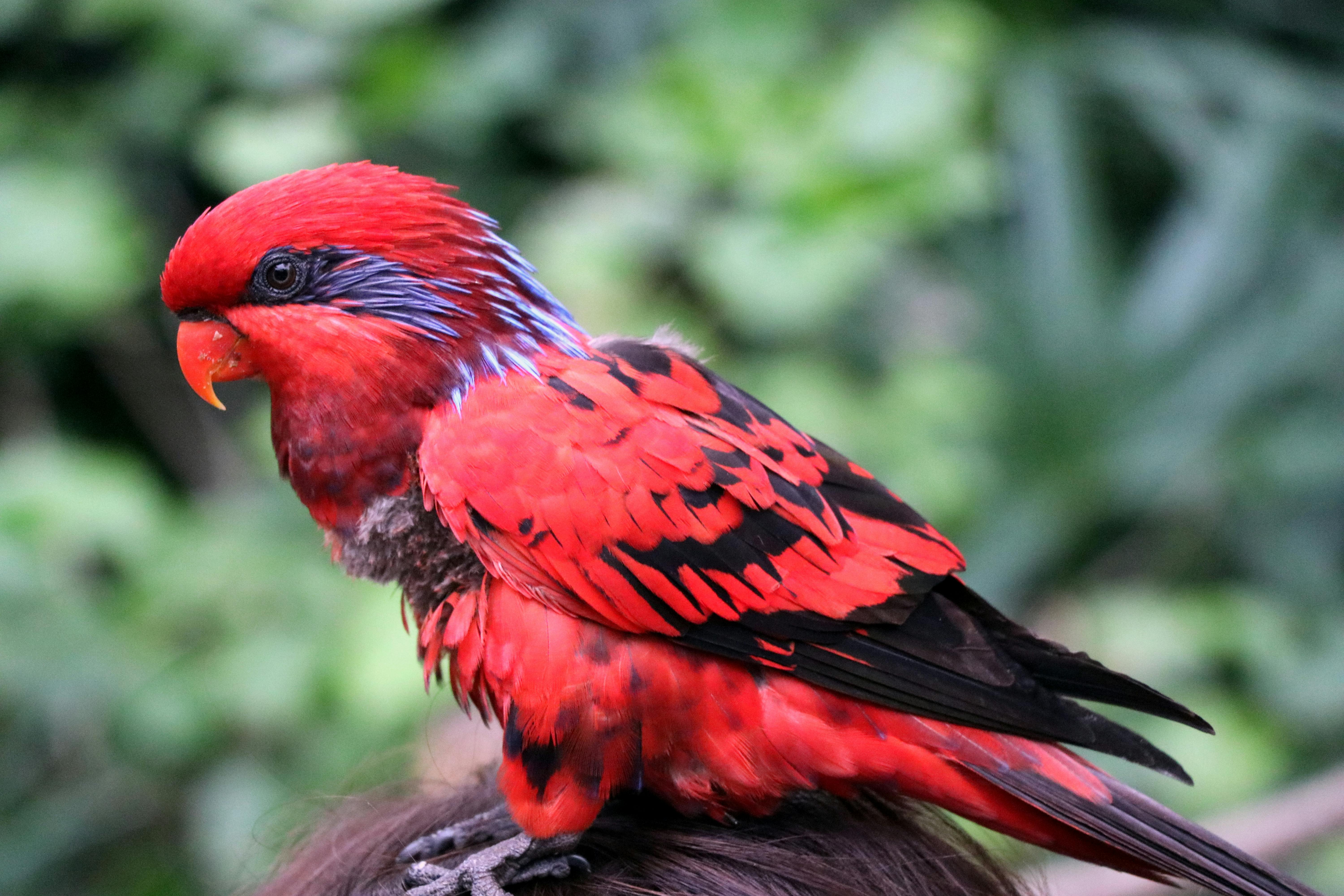 Seram Rainforests | One Earth