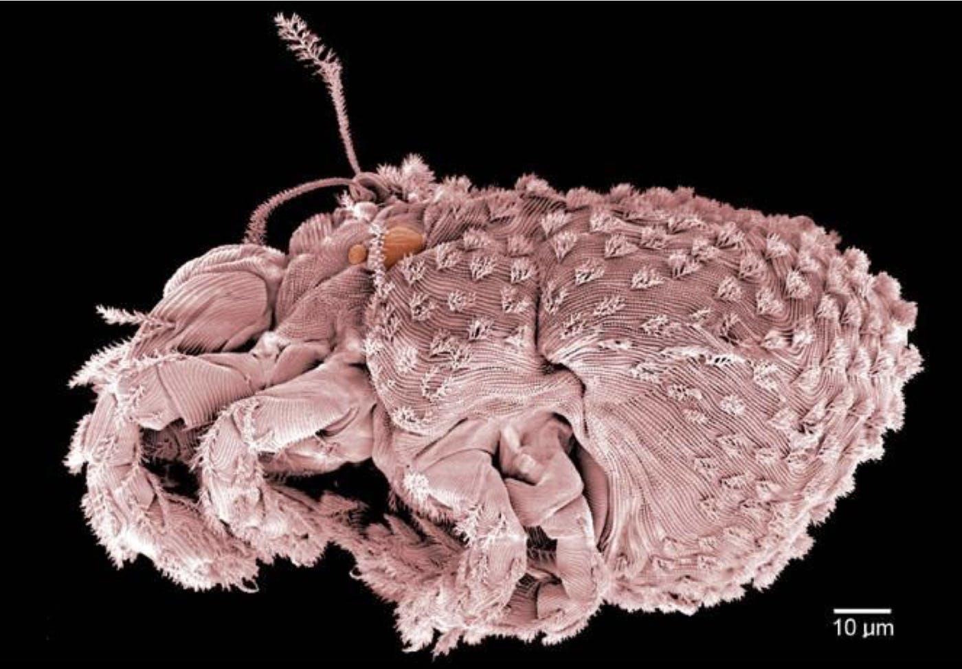 Transantarctic Mountains Tundra | One Earth