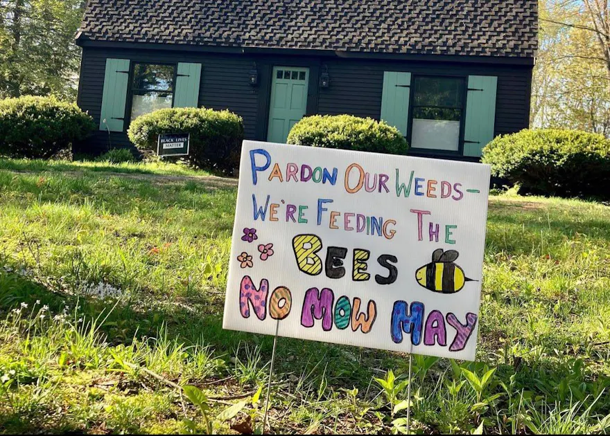 No Mow May: A movement to help save essential pollinators | One Earth
