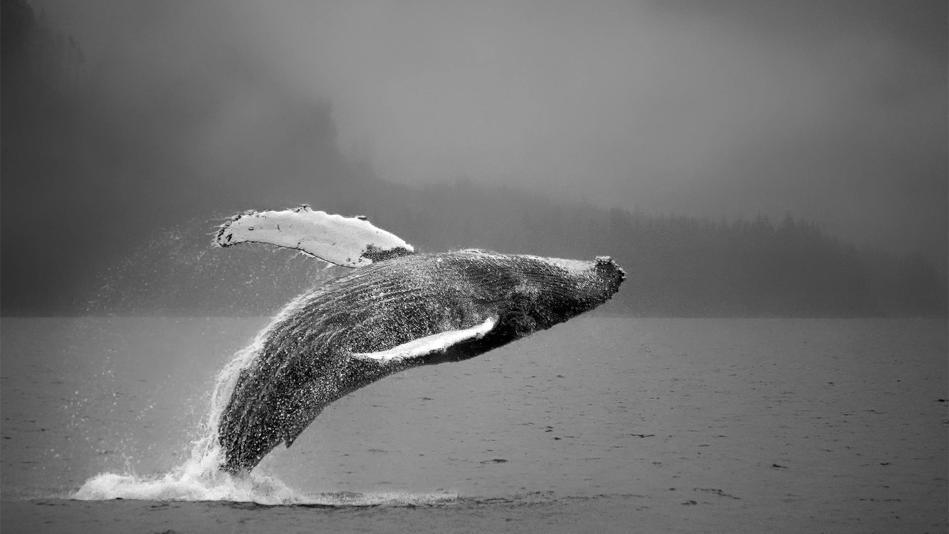 Project Submission | One Earth