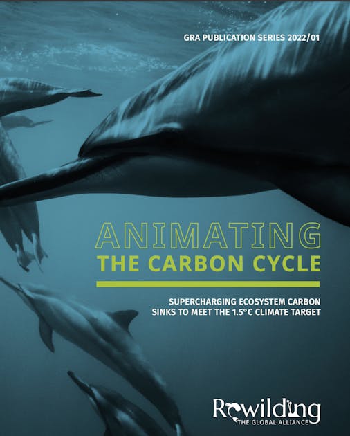 Animating the Carbon Cycle: Supercharging Ecosystem Carbon Sinks to ...