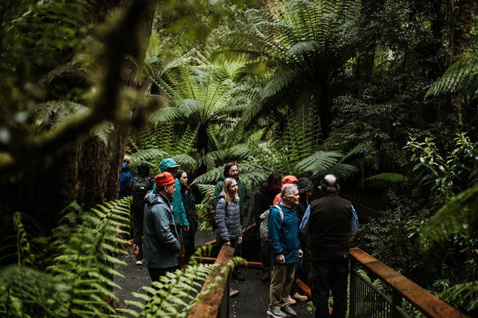 The Future Great Forest National Park of Australia | One Earth